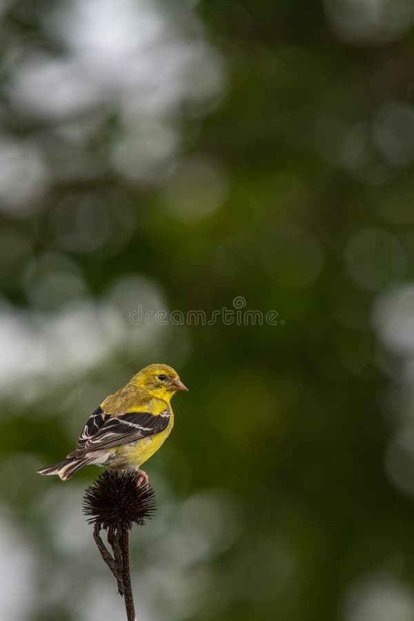 Yellow finch in a tree stock image. Image of closeup - 125707737