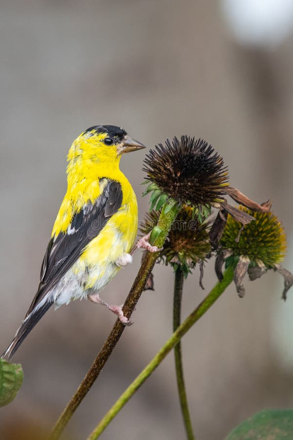 Yellow finch in a tree stock image. Image of fauna, animal - 125707781