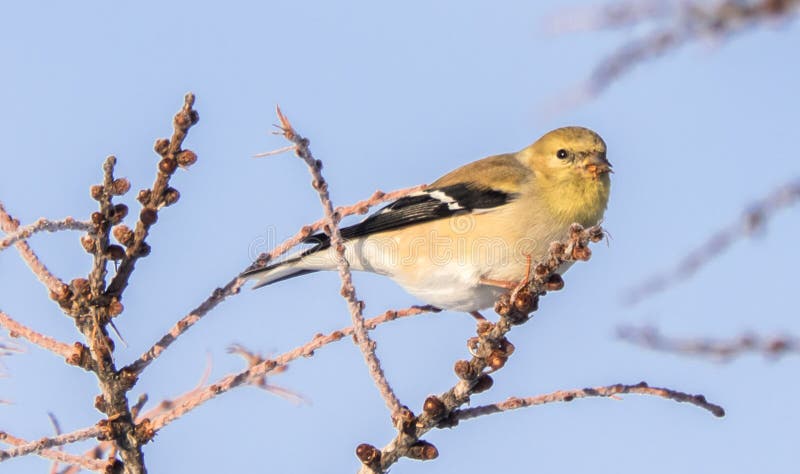 Yellow finch stock image. Image of wild, branch, bird - 23006899