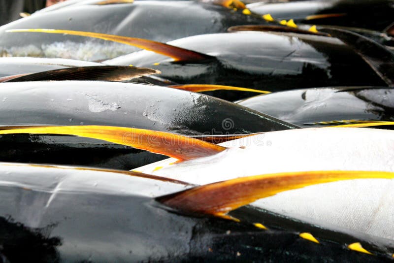 Yellow Fins stock photo. Image of tuna, ocean, fish, marine - 1452300