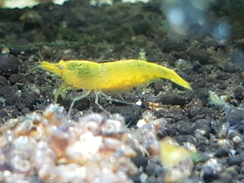 Fire Shrimp - Lysmata Debelius Stock Image - Image of blood, view: 10349635