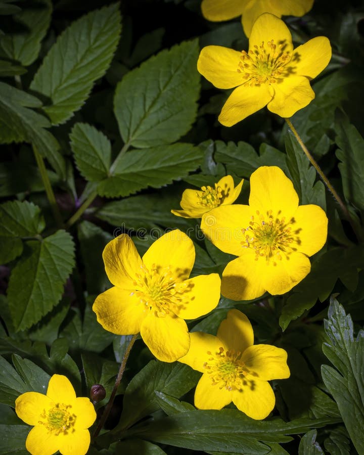 Yellow First Spring Flowers Illuminated by Sunlightlight Stock Image ...