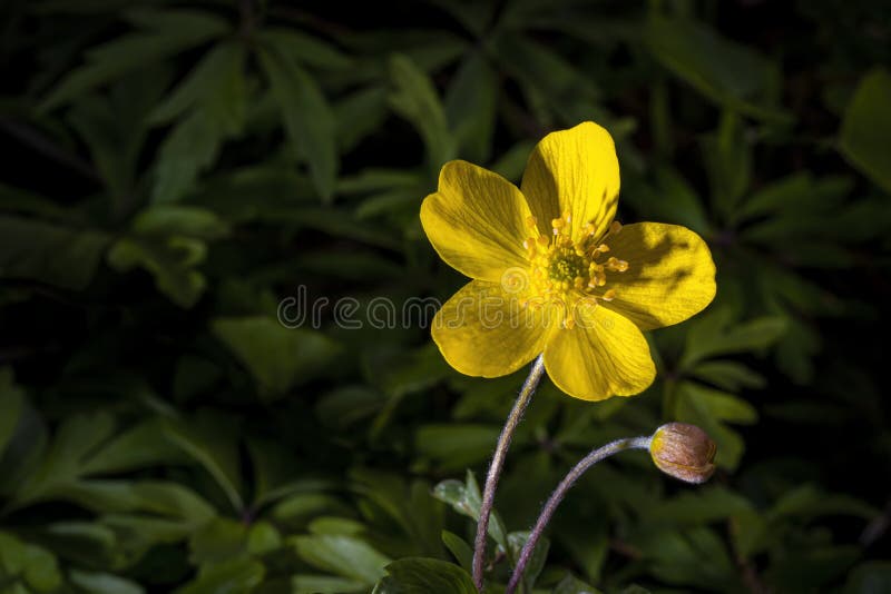 Yellow First Spring Flowers Illuminated by Sunlightlight Stock Image ...