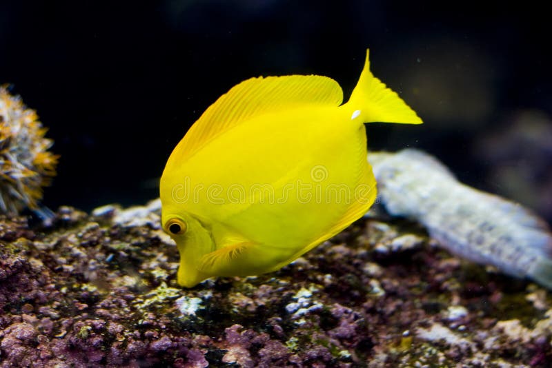 Yellow fish stock image. Image of color, exotic, fish - 11857643