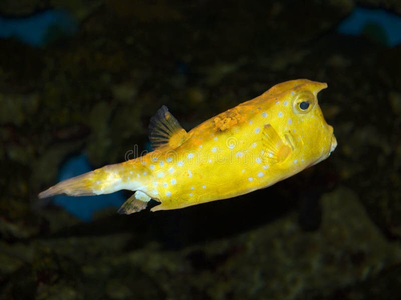 Yellow boxfish juvenile stock photo. Image of yellow, swim - 6917554