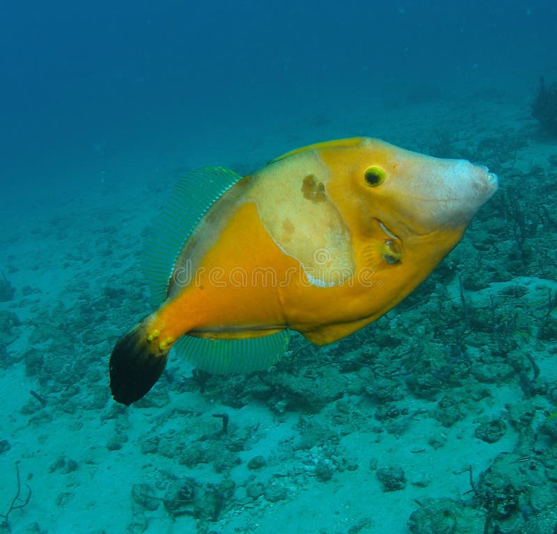 Yellow Fish stock image. Image of underwater, ocean, filefish - 12355105