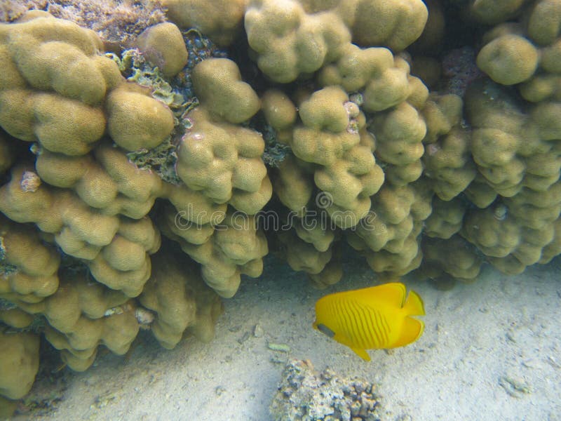 Yellow fish stock image. Image of colorful, underwater - 12851631