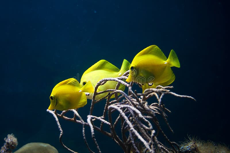 Yellow fish stock photo. Image of yellow, algae, exotic - 13472492