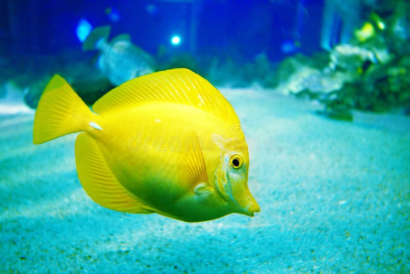 Yellow fish stock image. Image of head, aquarium, composite - 13641327
