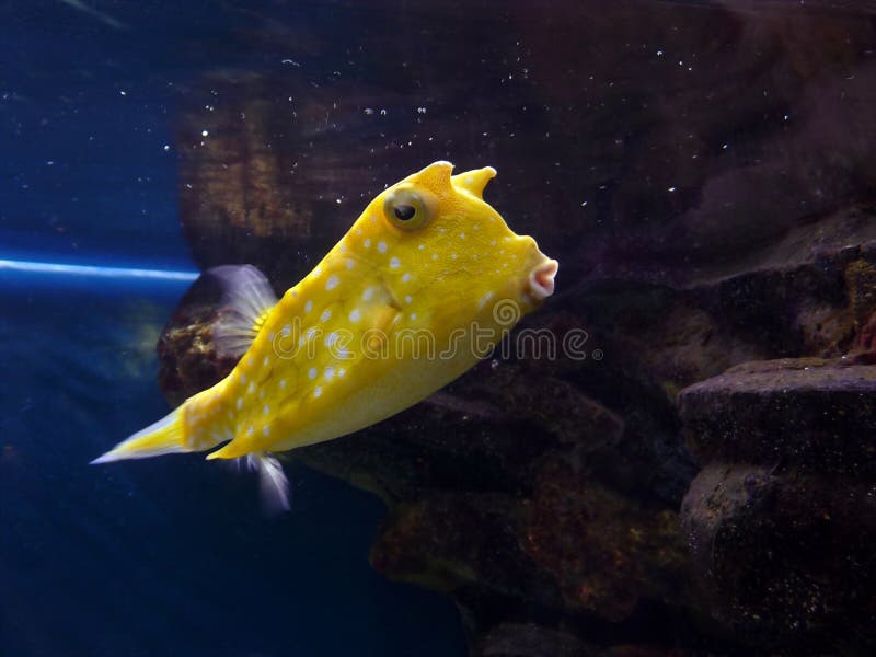 Yellow fish stock image. Image of unusual, deep, spot - 15775699