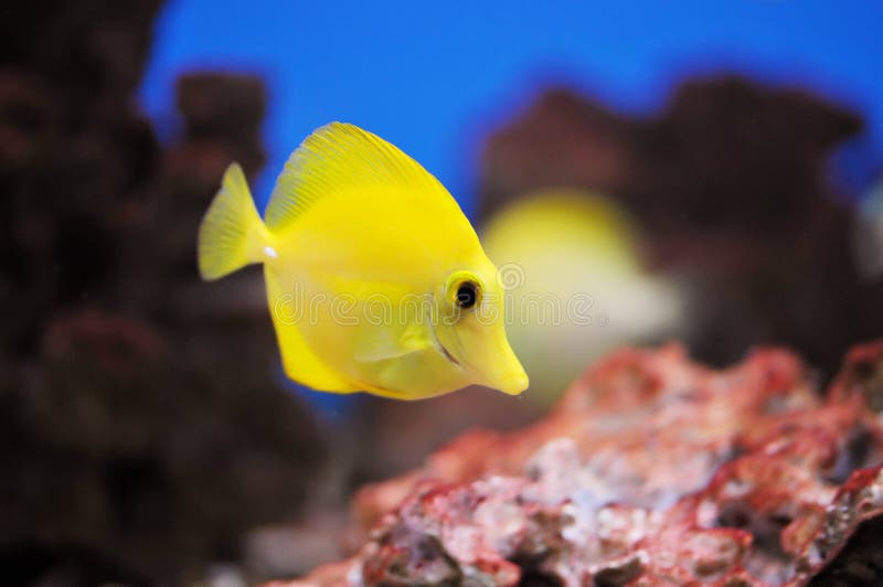 Yellow tropical fish stock photo. Image of underwater - 2285056