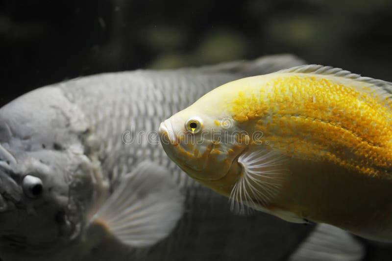 Yellow fish stock photo. Image of fish, water, nature - 17663694