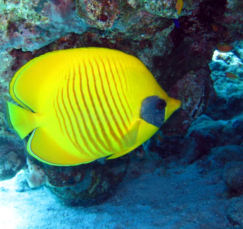 Yellow fish stock photo. Image of dive, yellow, blue - 24810676