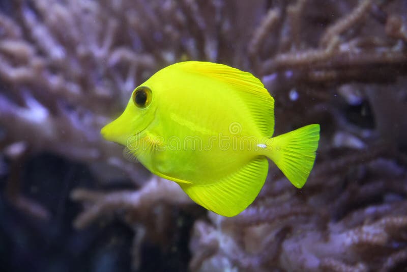 Yellow Fish stock photo. Image of fish, animal, wildlife - 26340002