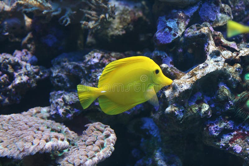 Yellow fish stock image. Image of environment, gold, aquatic - 27349221