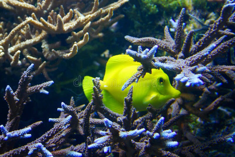 Yellow Fish stock photo. Image of yellow, aquarium, coral - 434248