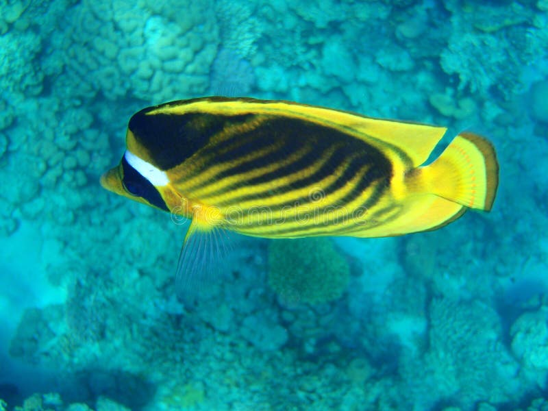 Yellow fish stock image. Image of aqua, coral, underwater - 8117245