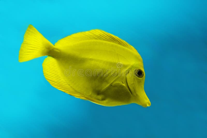 Yellow fish stock photo. Image of water, marine, pisces - 8612842