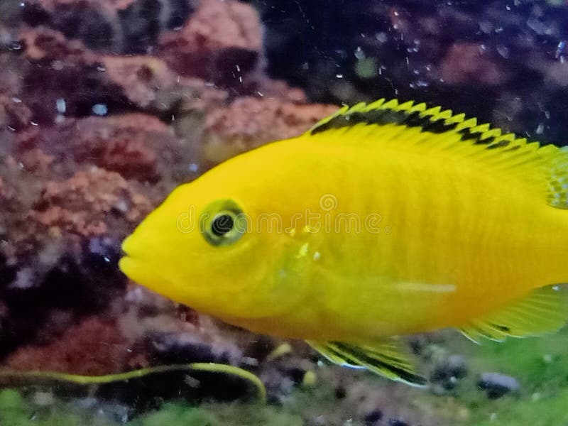 Yellow Fish Alone Underwater? Stock Photo - Image of organism ...