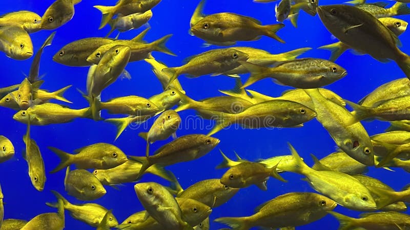 Yellow Fish stock photo. Image of lobophyllia, bubble - 273391714
