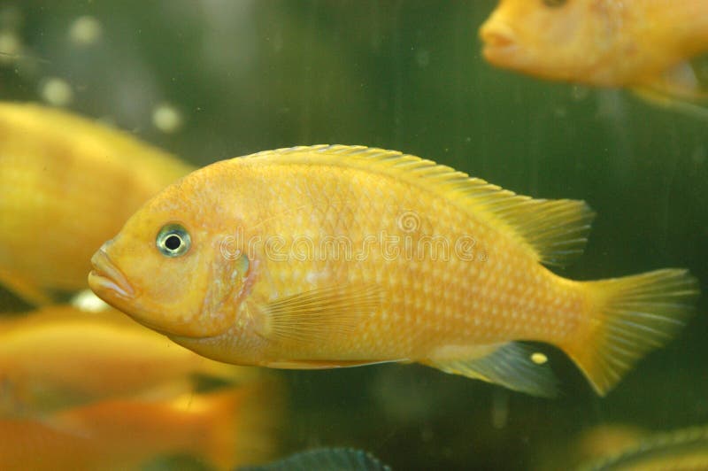 Yellow fish stock photo. Image of lake, fauna, beauty - 34204904