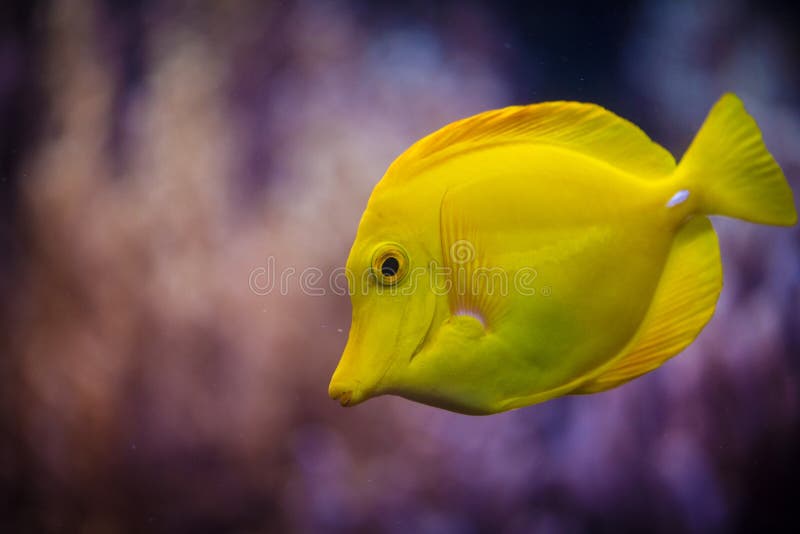Yellow Fish stock photo. Image of bright, aquarium, marine - 37938340