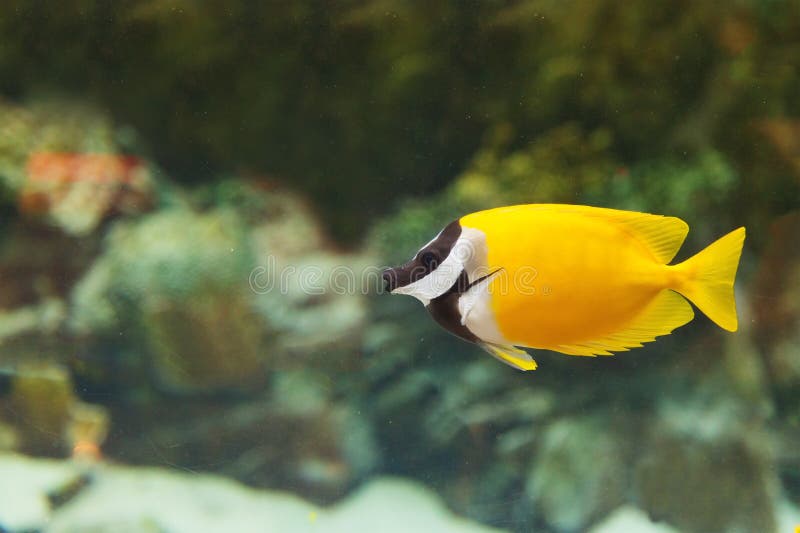Yellow fish stock image. Image of nature, scuba, aquarium - 47161477