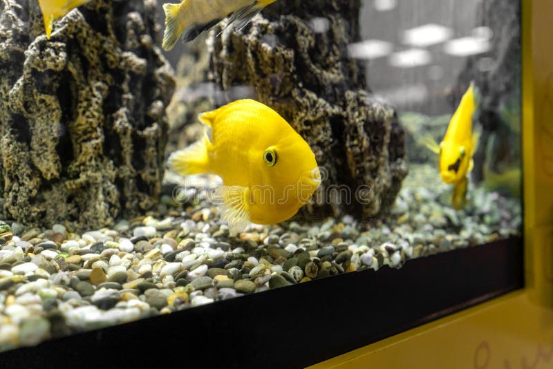 Yellow Fish in Aquarium, Gray and Yellow Stock Image - Image of cute ...
