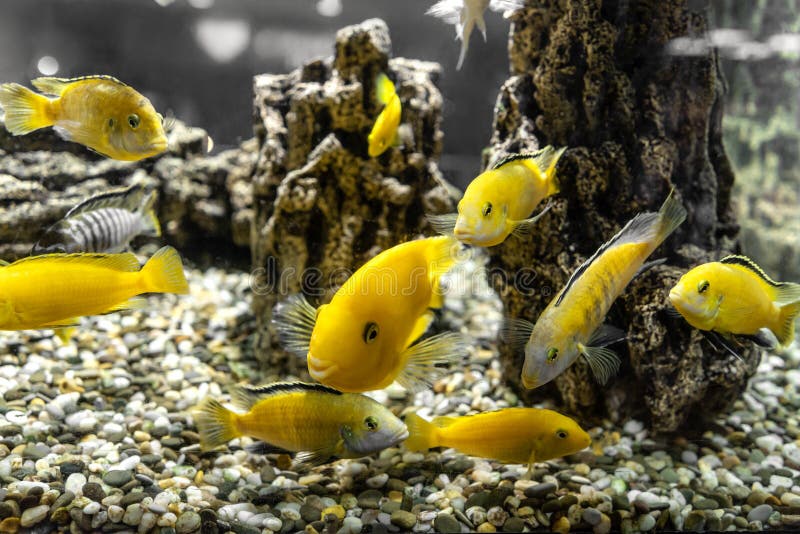Yellow Fish in Aquarium, Gray and Yellow Stock Image - Image of fish ...