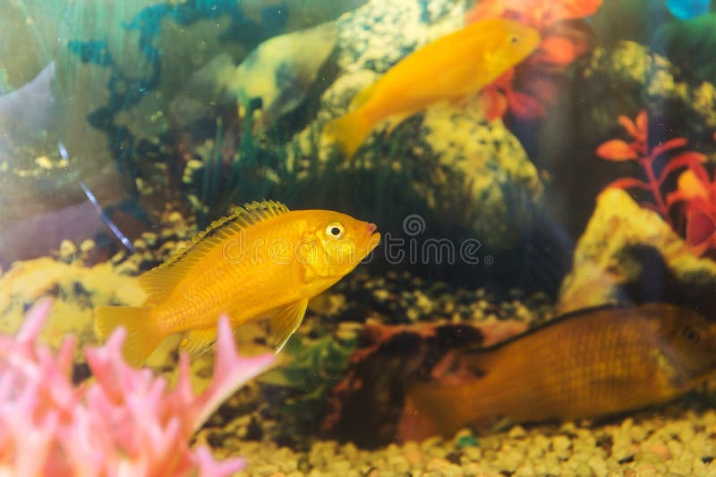 Yellow Fish in the Aquarium Stock Photo - Image of water, aquarium ...