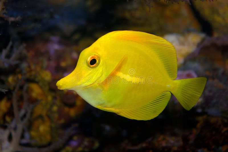 Yellow Fish in aquarium stock image. Image of life, small - 51870167