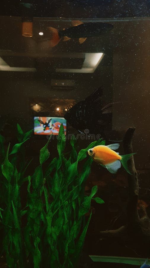 Yellow Fish in the Aquarium Shots from Outside Stock Photo - Image of ...