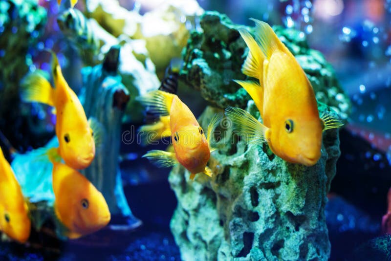 Yellow Fish in the Aquarium Stock Image - Image of bright, natural ...