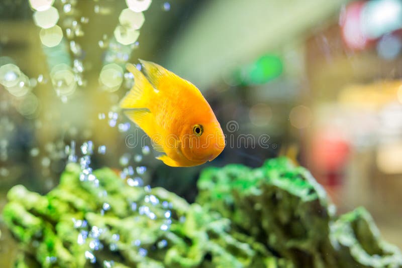 Yellow Fish in the Aquarium Stock Image - Image of bright, diving ...