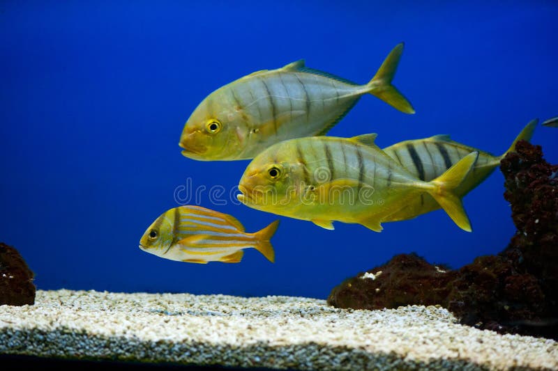 Yellow Fish with Black Stripes Stock Photo - Image of bottom, blue ...