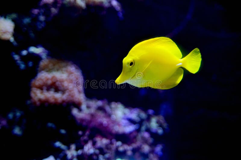 Yellow Fish in a Blue Water Tank Stock Photo - Image of swimming, ocean ...
