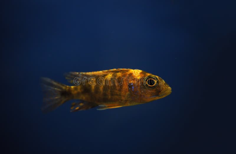 Yellow Fish with Bright Eye at Blue Water Stock Image - Image of small ...