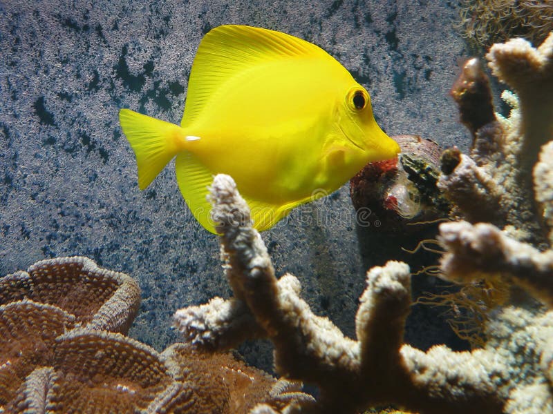 Yellow Fish and Coral stock photo. Image of wildlife - 10388600