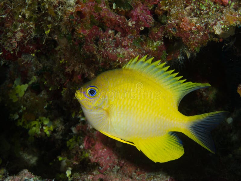 Yellow fish stock photo. Image of australia, nature, coral - 41007436