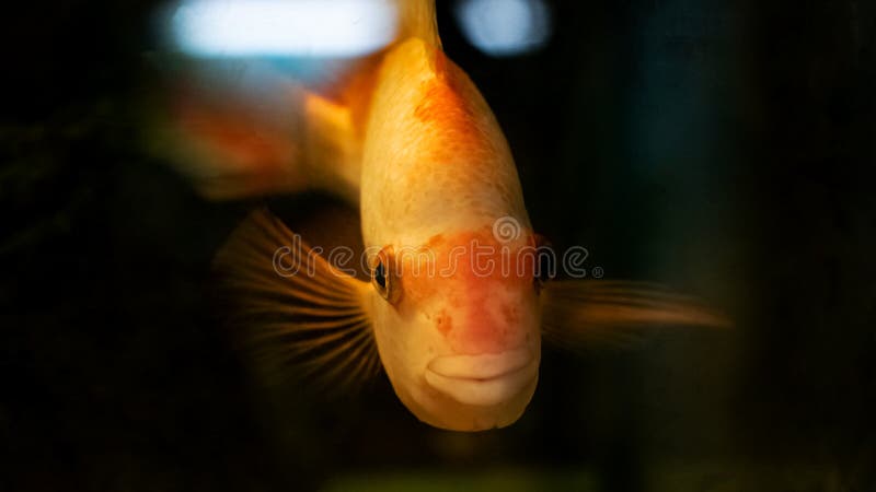 Big Yellow Fish in Dark Water in Aquarium Stock Image - Image of black ...