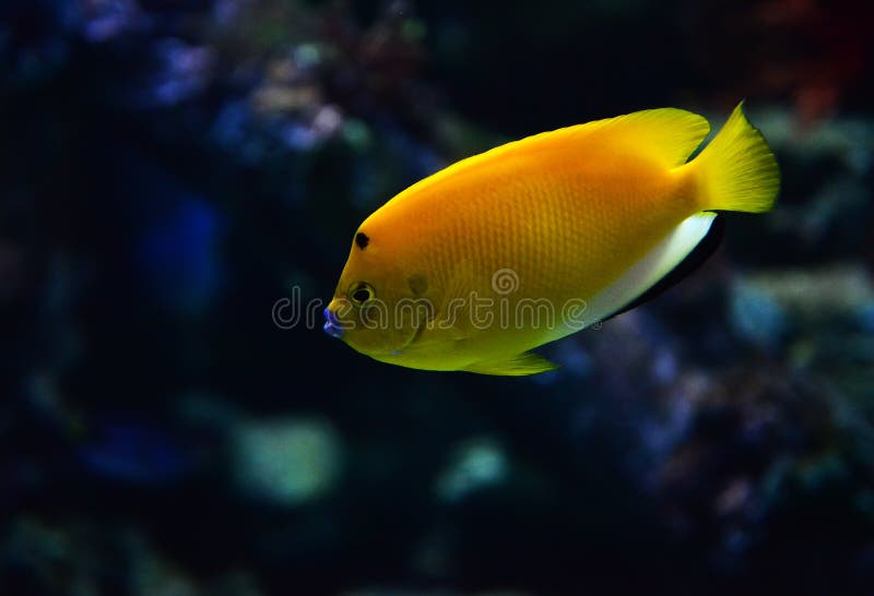 Yellow fish stock photo. Image of surface, japan, blue - 54926106