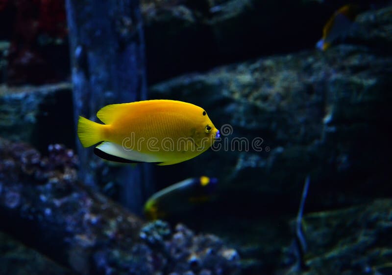 Yellow fish stock image. Image of sunlight, bright, emperor - 54926645