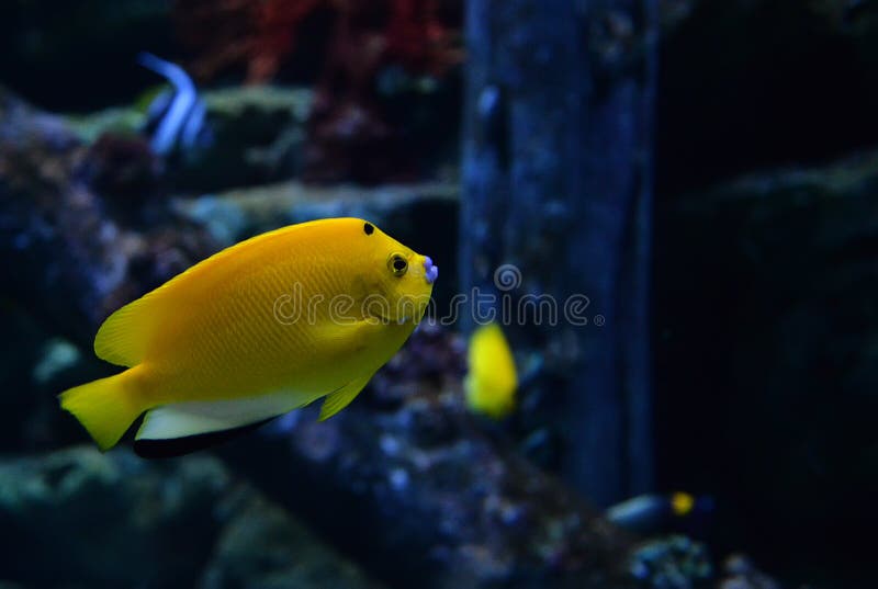 Fish Yellow fin stock image. Image of details, albacore - 69279463