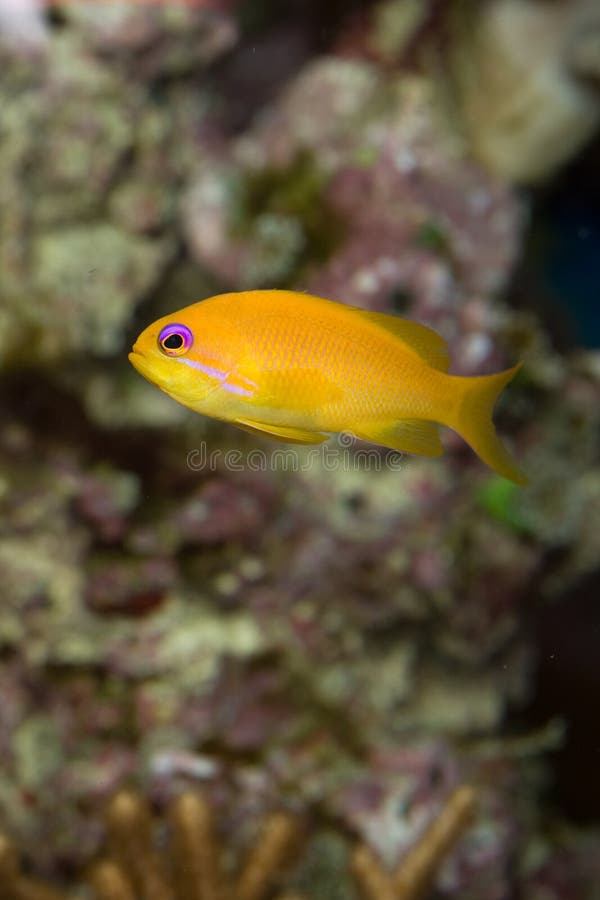 Yellow fish stock photo. Image of electric, coral, cichlid - 46924628