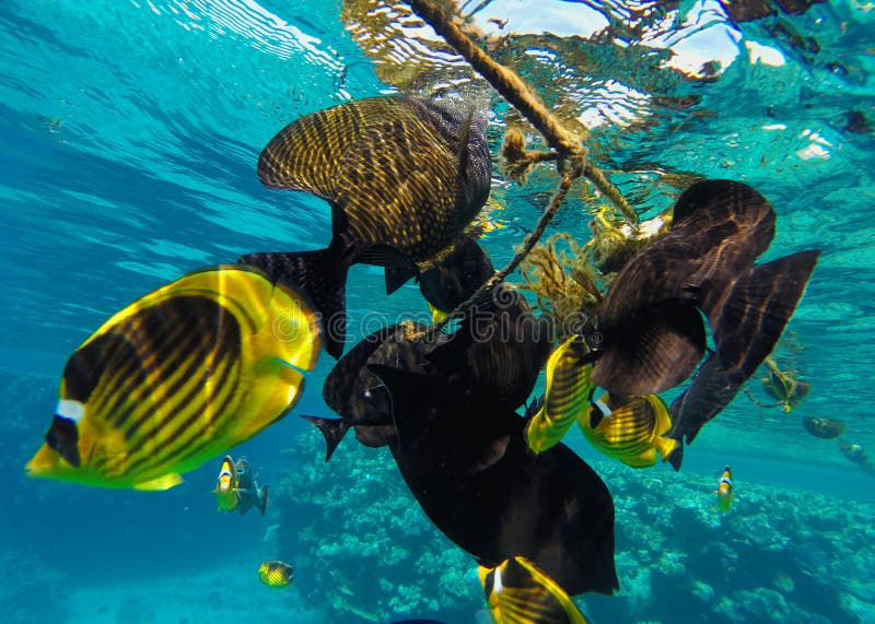 Yellow fish stock photo. Image of blue, ocean, nature - 84939928