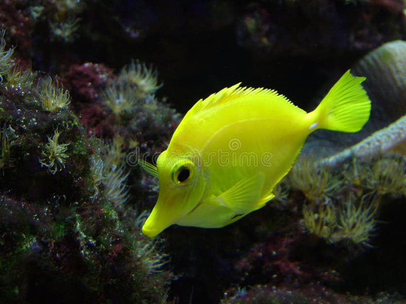 Garish Yellow Fish Stock Photos - Free & Royalty-Free Stock Photos from ...