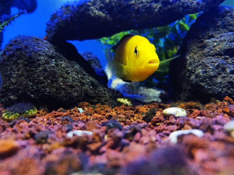 Yellow Fish Hiding in the Rock Stock Photo - Image of aquarium, yellow ...