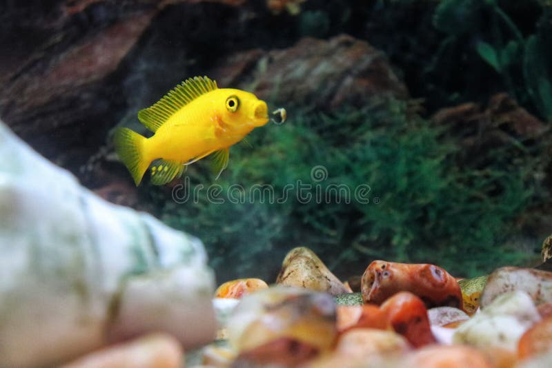 Yellow Molly Fish Poecilia Sphenops Swimming on a Fish Tank Stock Photo ...