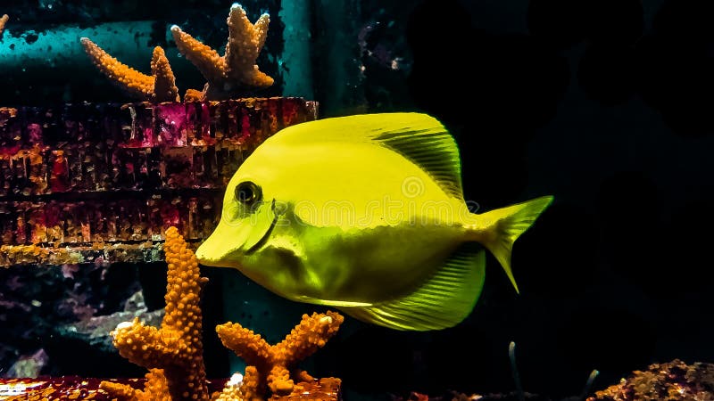 Puckered Lips stock image. Image of cosmetics, beautiful - 9836863