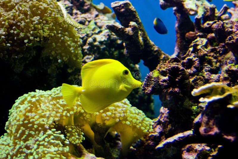 Finding Nemo s Dory stock photo. Image of aquarium, fins - 357368